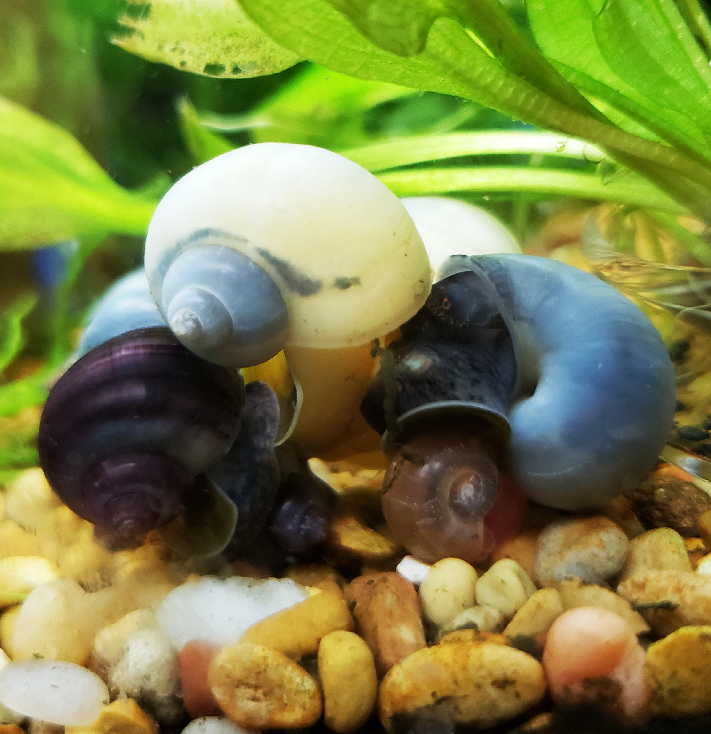 Assorted Mystery Snails Package | Windy City Aquariums