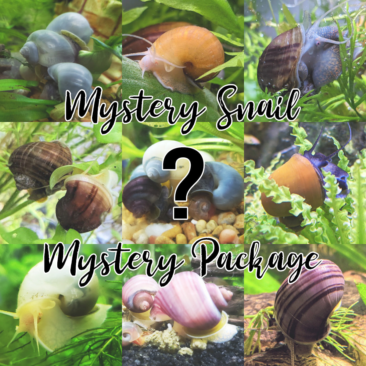 Assorted Mystery Snails Package | Windy City Aquariums