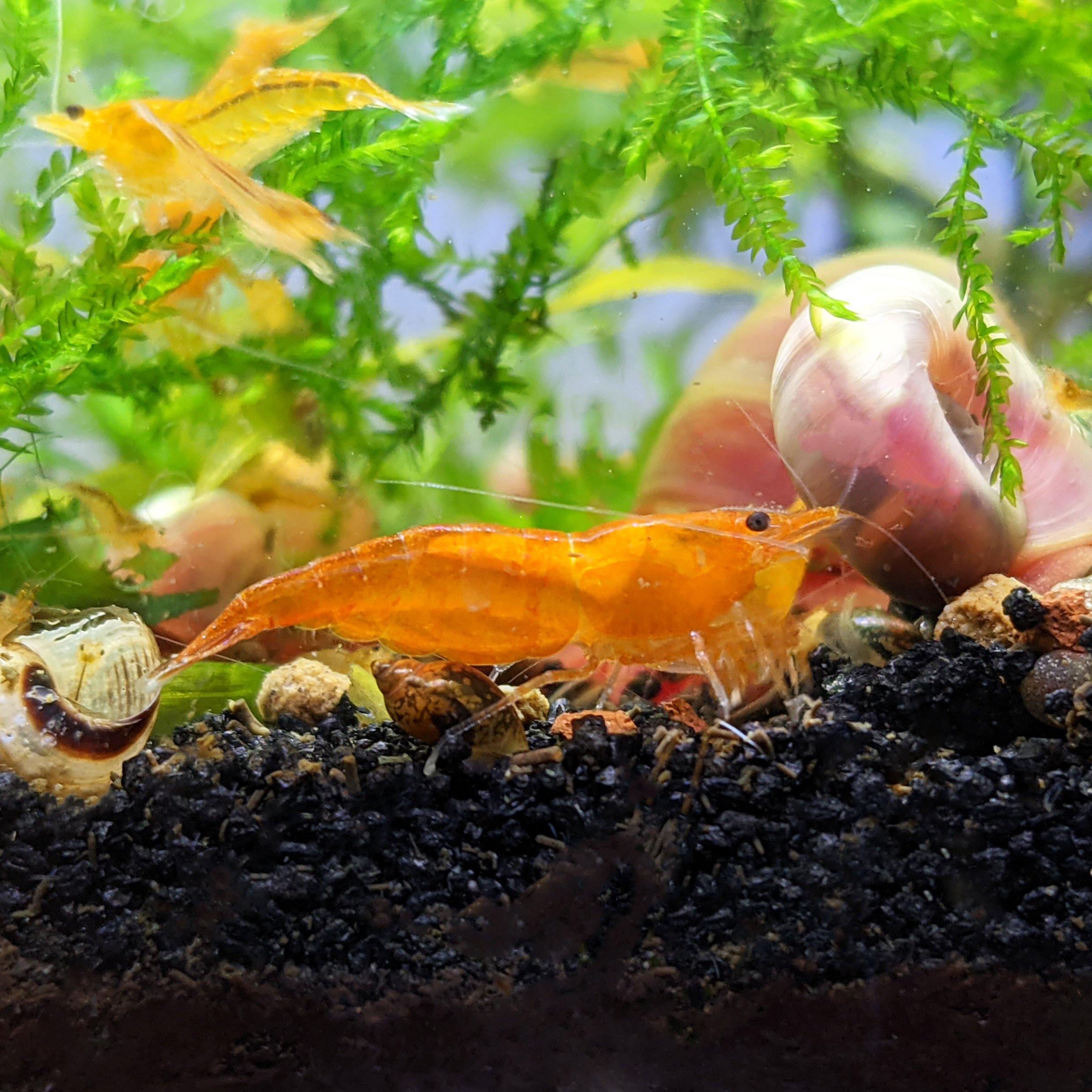 Orange Pumpkin Neocardinia Shrimp | USA Bred | Windy City Aquariums