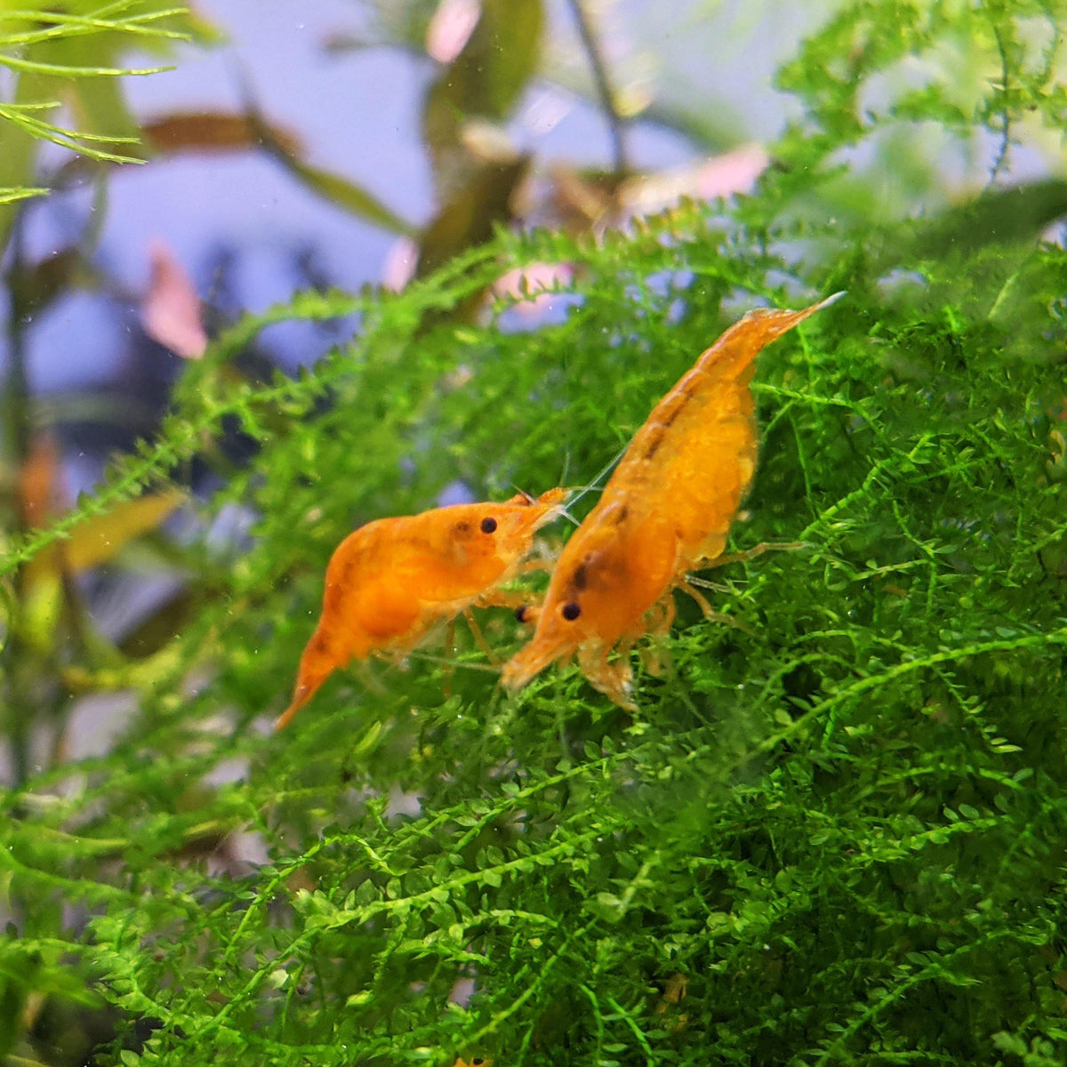 Orange Pumpkin Neocardinia Shrimp | USA Bred | Windy City Aquariums