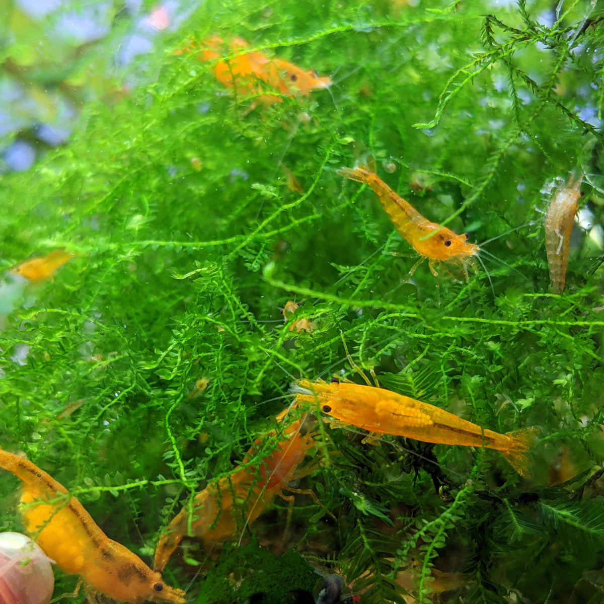 Orange Pumpkin Neocardinia Shrimp | USA Bred | Windy City Aquariums