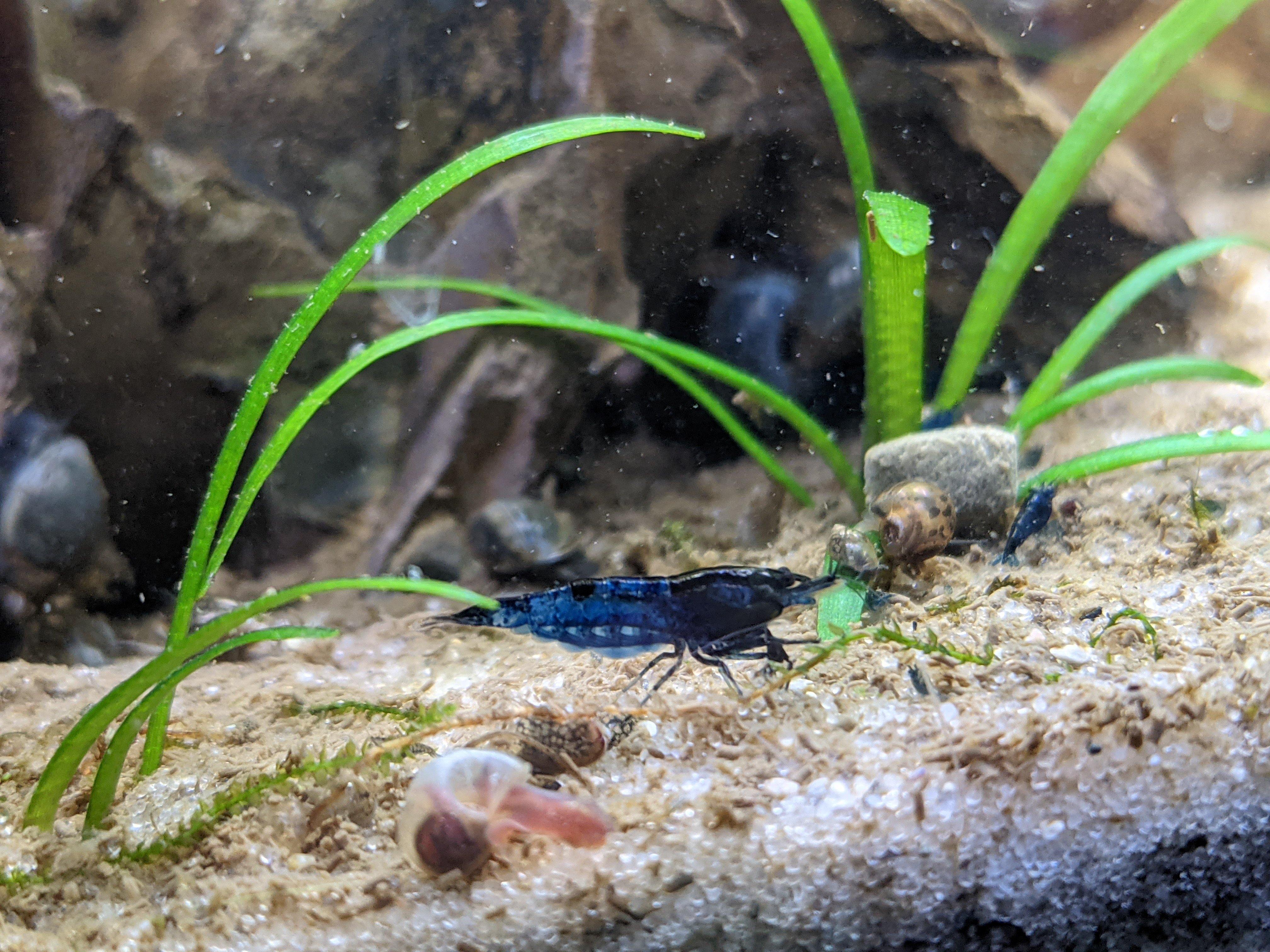 Blue Diamond Neocardinia Shrimp | USA Bred | Windy City Aquariums