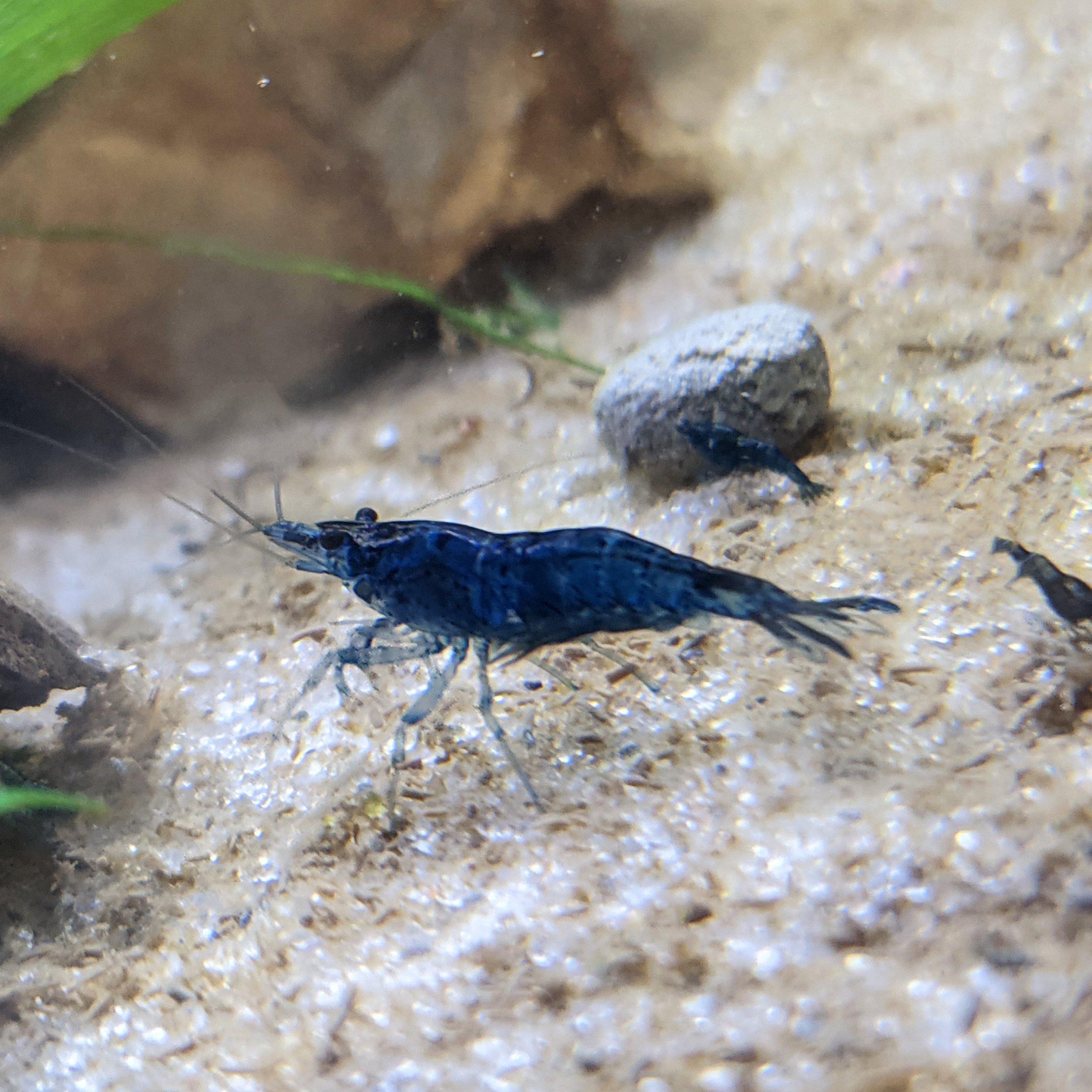 Blue Diamond Neocardinia Shrimp | USA Bred | Windy City Aquariums