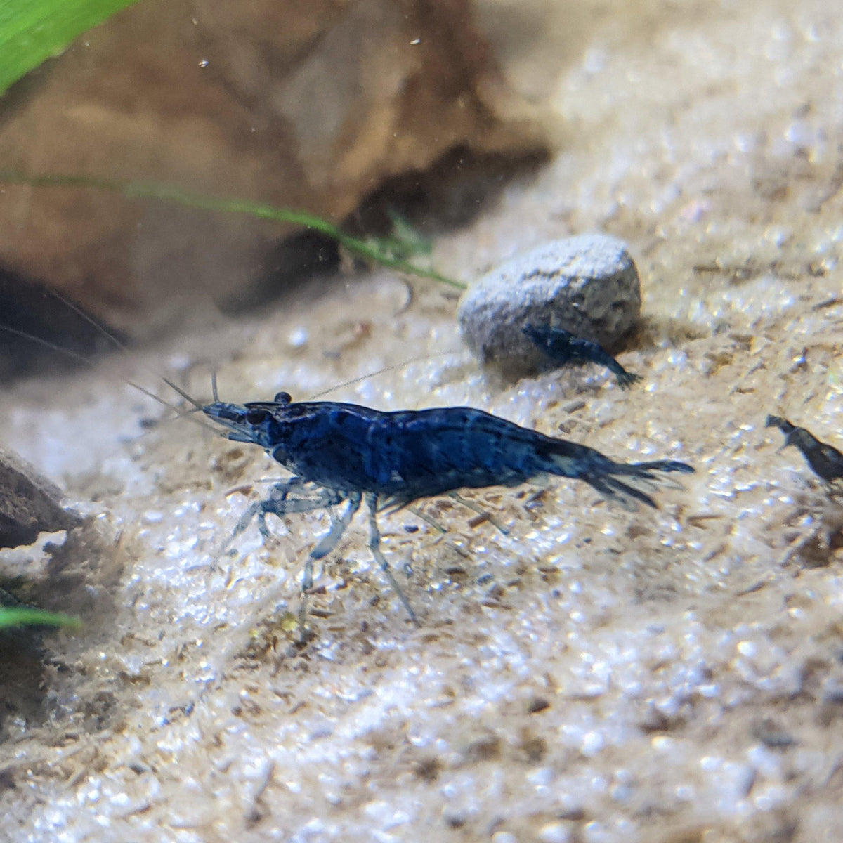 Blue Diamond Neocardinia Shrimp | USA Bred | Windy City Aquariums