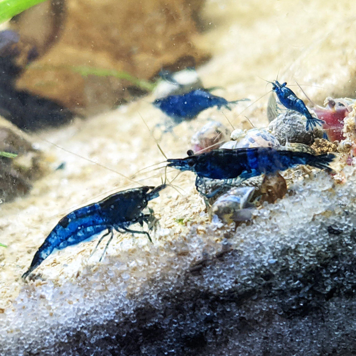 Blue Diamond Neocardinia Shrimp | USA Bred | Windy City Aquariums