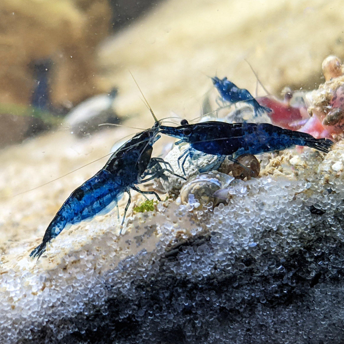 Blue Diamond Neocardinia Shrimp | USA Bred | Windy City Aquariums