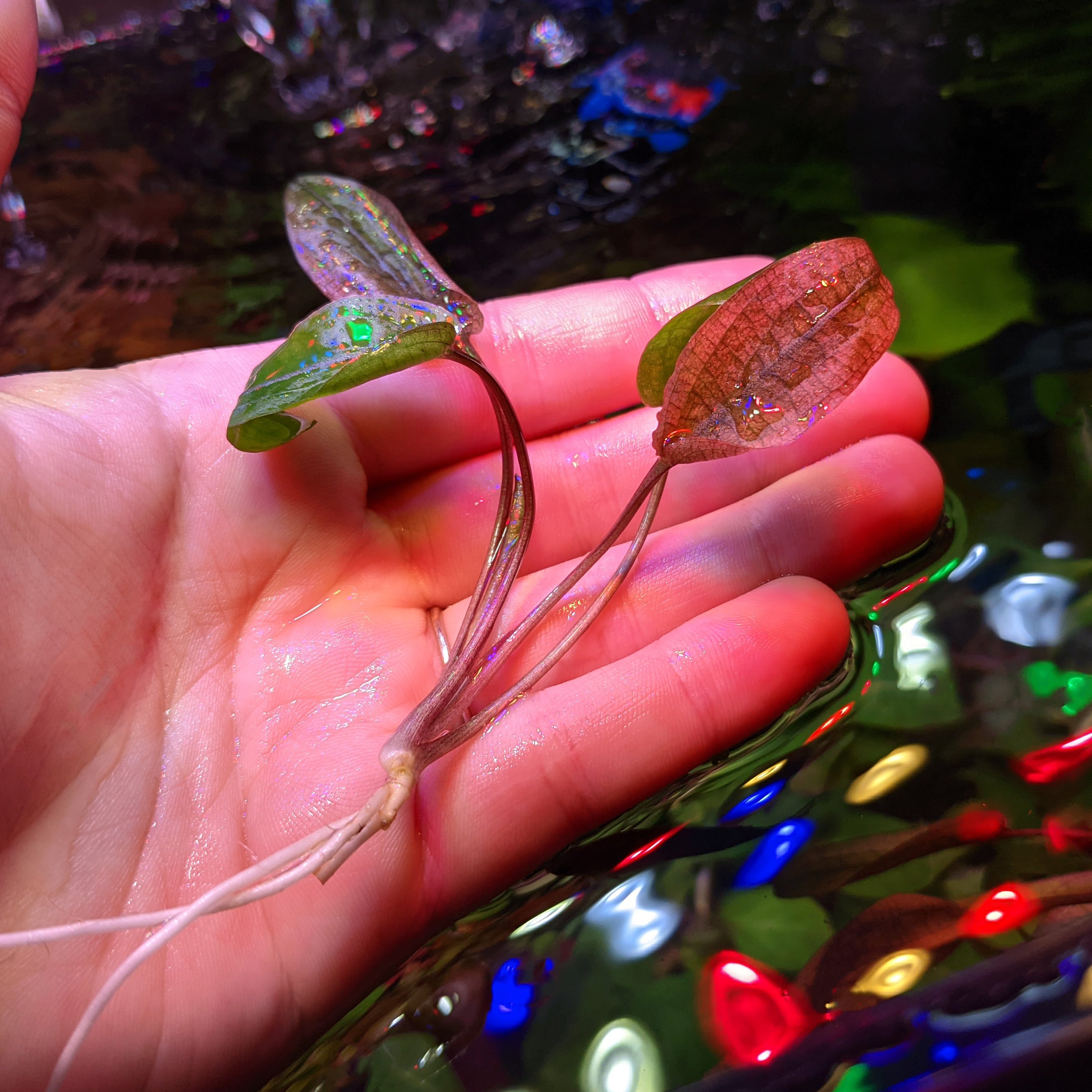 Cryptocoryne Pink "Flamingo" | Aquarium Plants | Windy City Aquariums