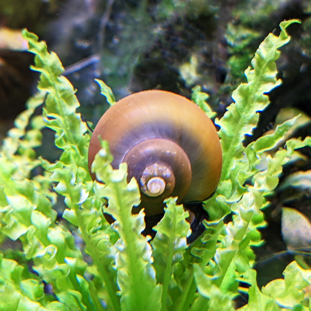 Jade Mystery Snails (Pomacea Bridgesii) | Windy City Aquariums