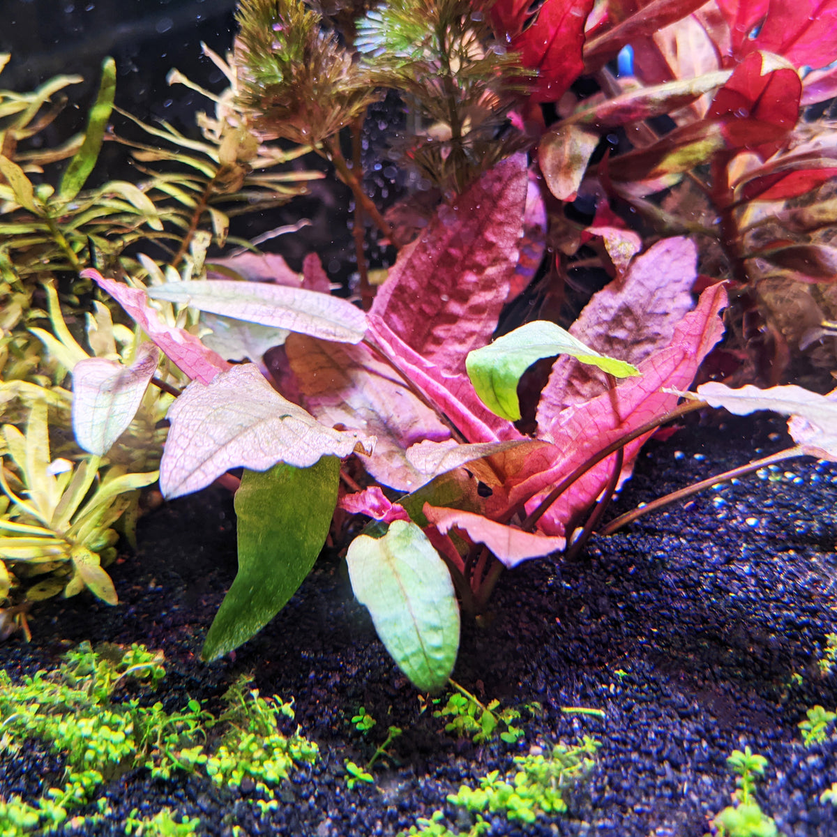 Cryptocoryne Pink "Flamingo" | Aquarium Plants | Windy City Aquariums