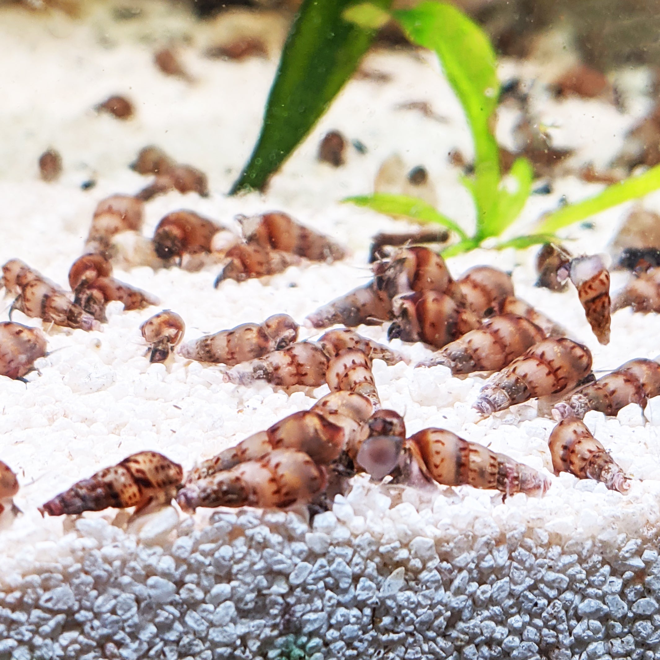 Malaysian Trumpet Snails (10 Pack) | Windy City Aquariums