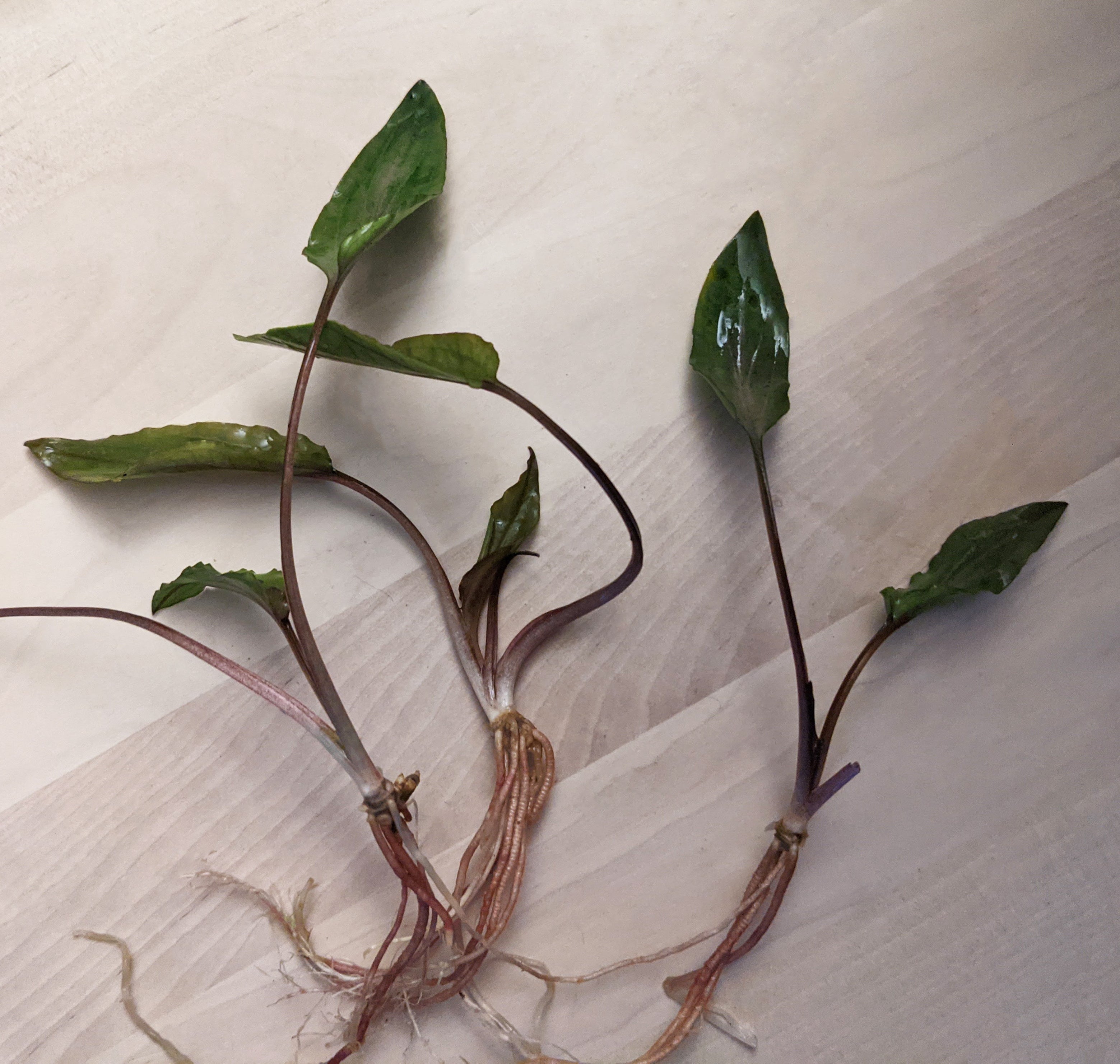 Cryptocoryne Wendtii Bronze