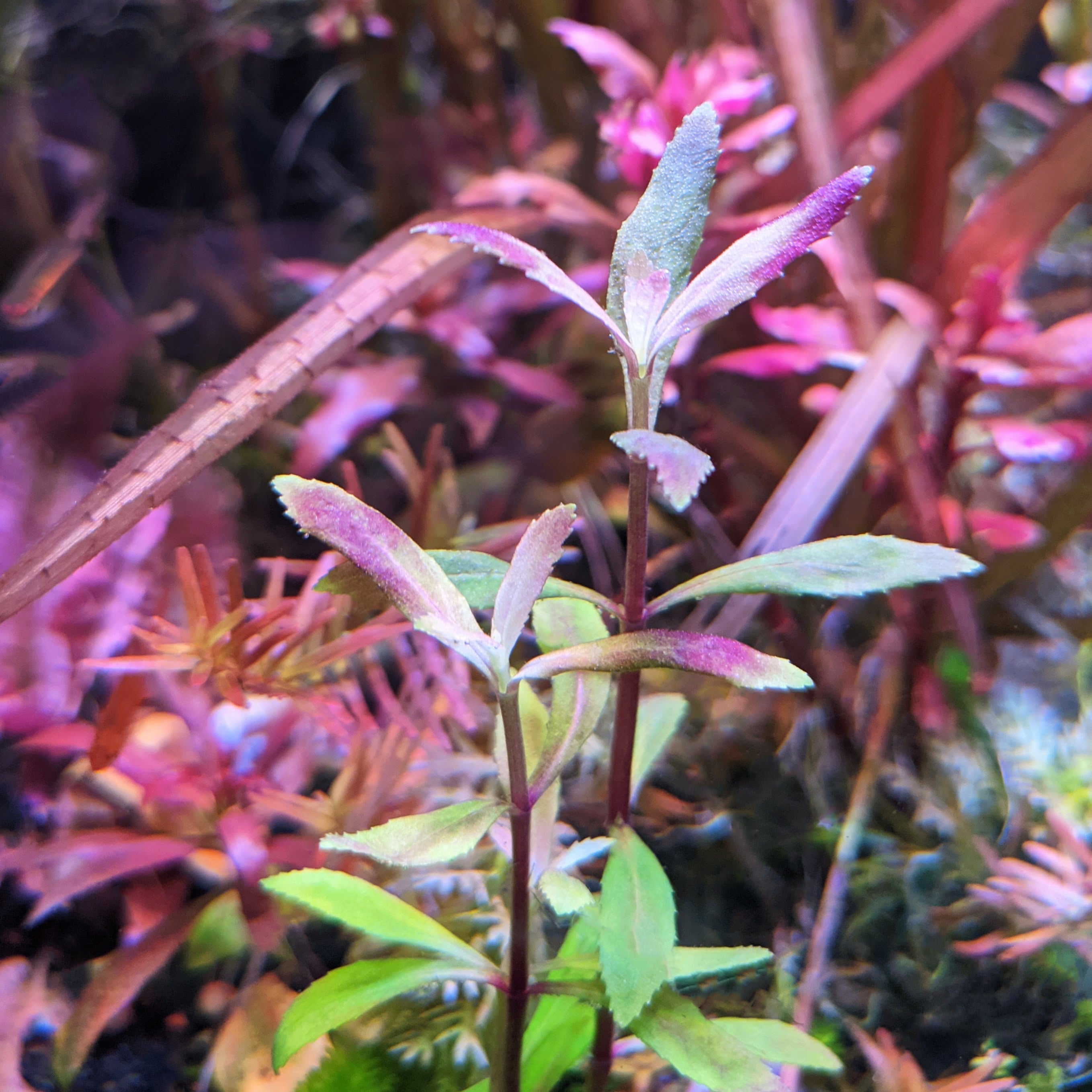 Limnophila Repens Mini