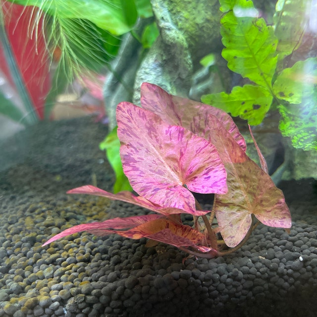Red Tiger Lotus (Nymphaea Zenkeri) | Windy City Aquariums