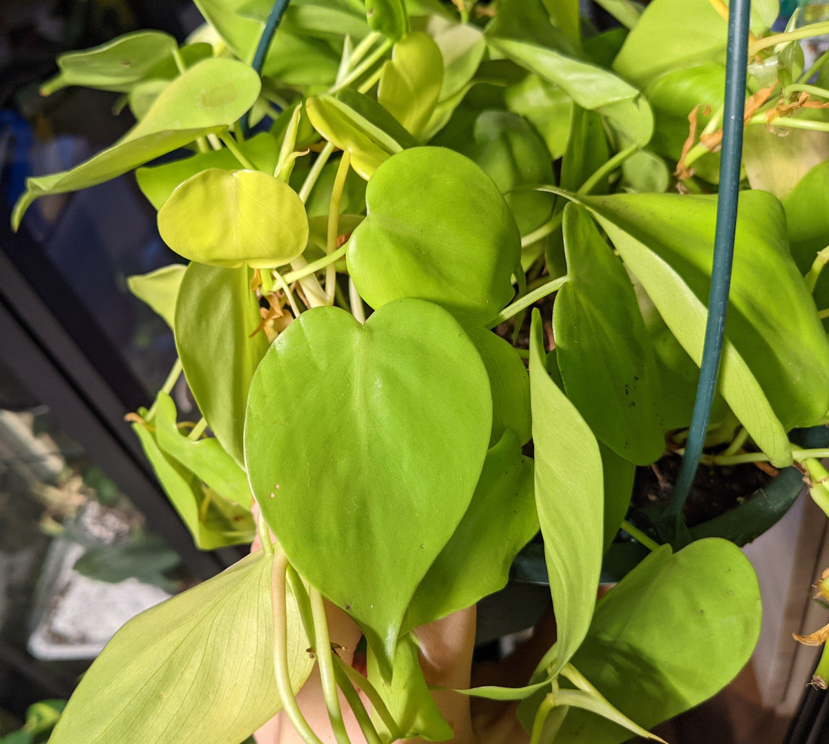 Philodendron "Neon" | Philodendron Lemon-Lime | Windy City Aquariums